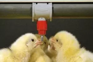 Stolové a obvodové chovné kurčatá s antibiotikami a vitamínmi