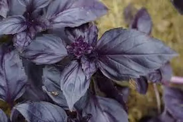 Basil Purple: application, variétés, propriétés bénéfiques et contre-indications