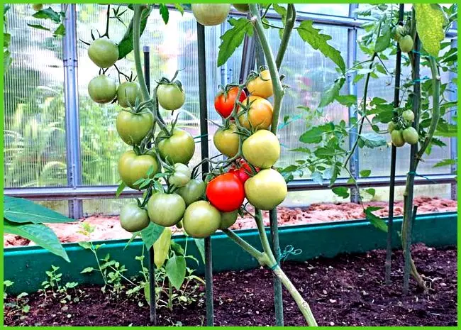 кущі томатів у теплиці