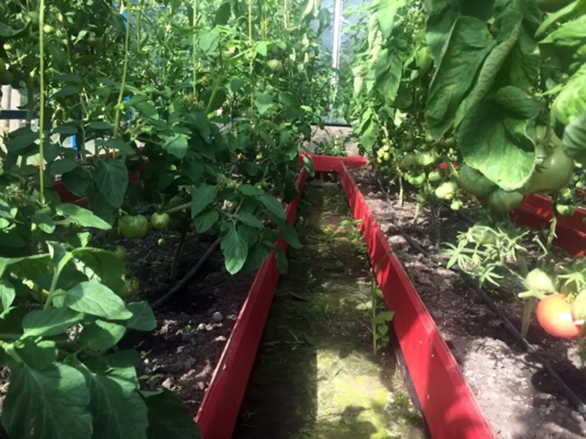 高大的西红柿在温室
