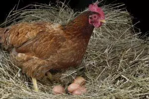 När kycklingarna börjar åka hemma och varaktigheten av äggproduktionen