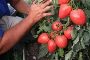설명 다양한 토마토 보나 파르테, 그 특성 및 재배