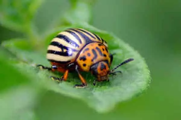 Coléoptère sur les pommes de terre