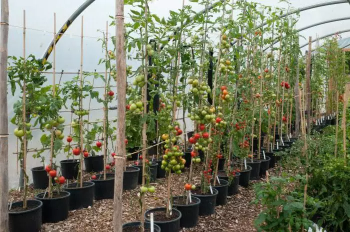 Menara Spasskaya Tomato di Pot