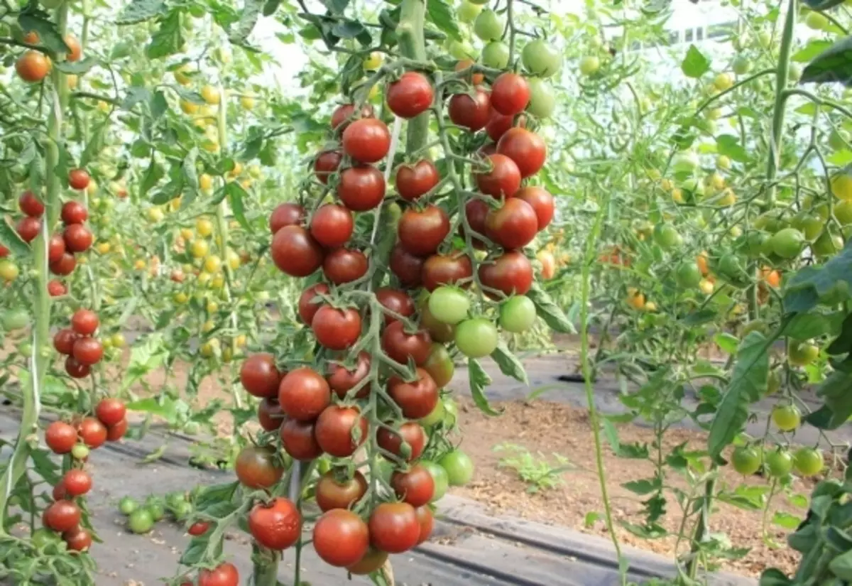 Menara Spasskaya Tomato di tanah terbuka