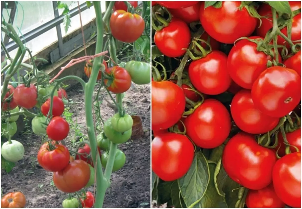 Tashqi pomidor spassskaya minorasi