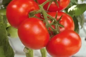Tyypillinen ja kuvaus tomaatti soiyuz 8, sen tuotto