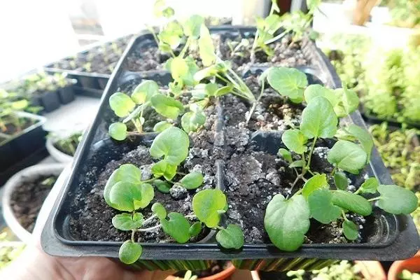 Prication ng seedlings.