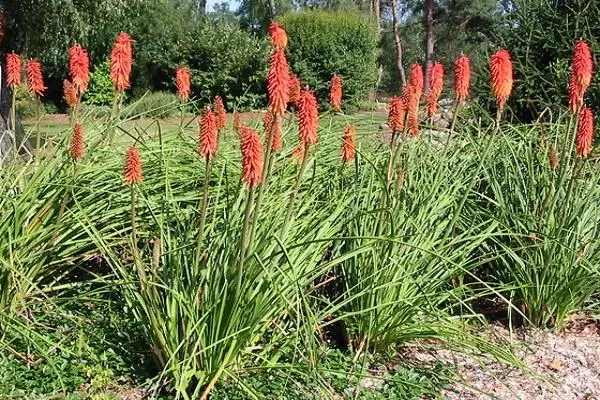 Plante à fleurs