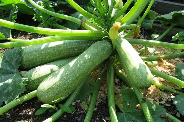 zucchini នៅលើផែនដី