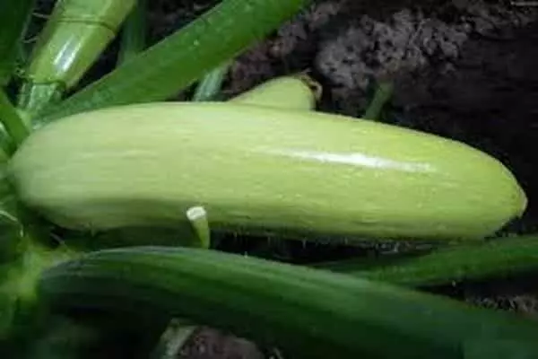 Zucchini areral