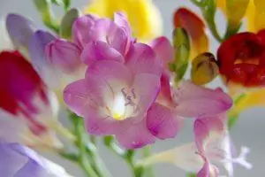 Landing, growing and caring for freesia in open ground
