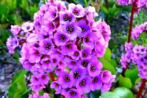 Blossom Purple