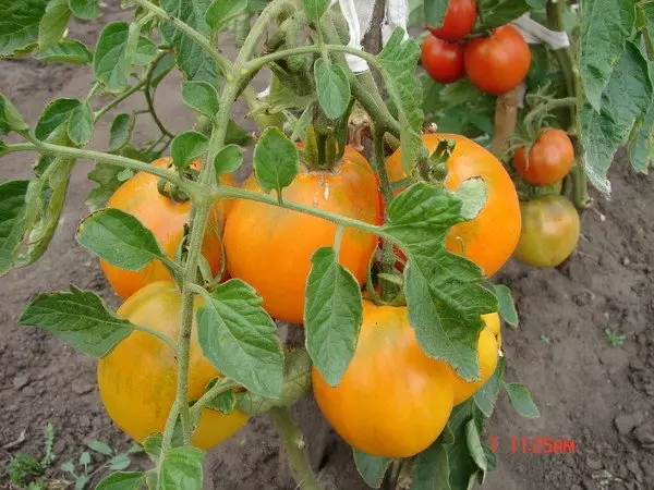Asal pomidori butalari saqlanib qoldi