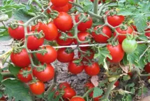 Kasvava kuvaus ja ominaisuus tomaatin luokan tuumaa