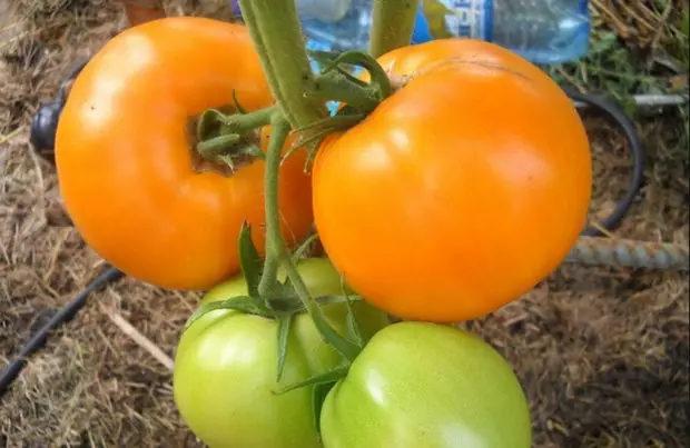 Tomato tantely voavonjy ao amin'ny zaridaina
