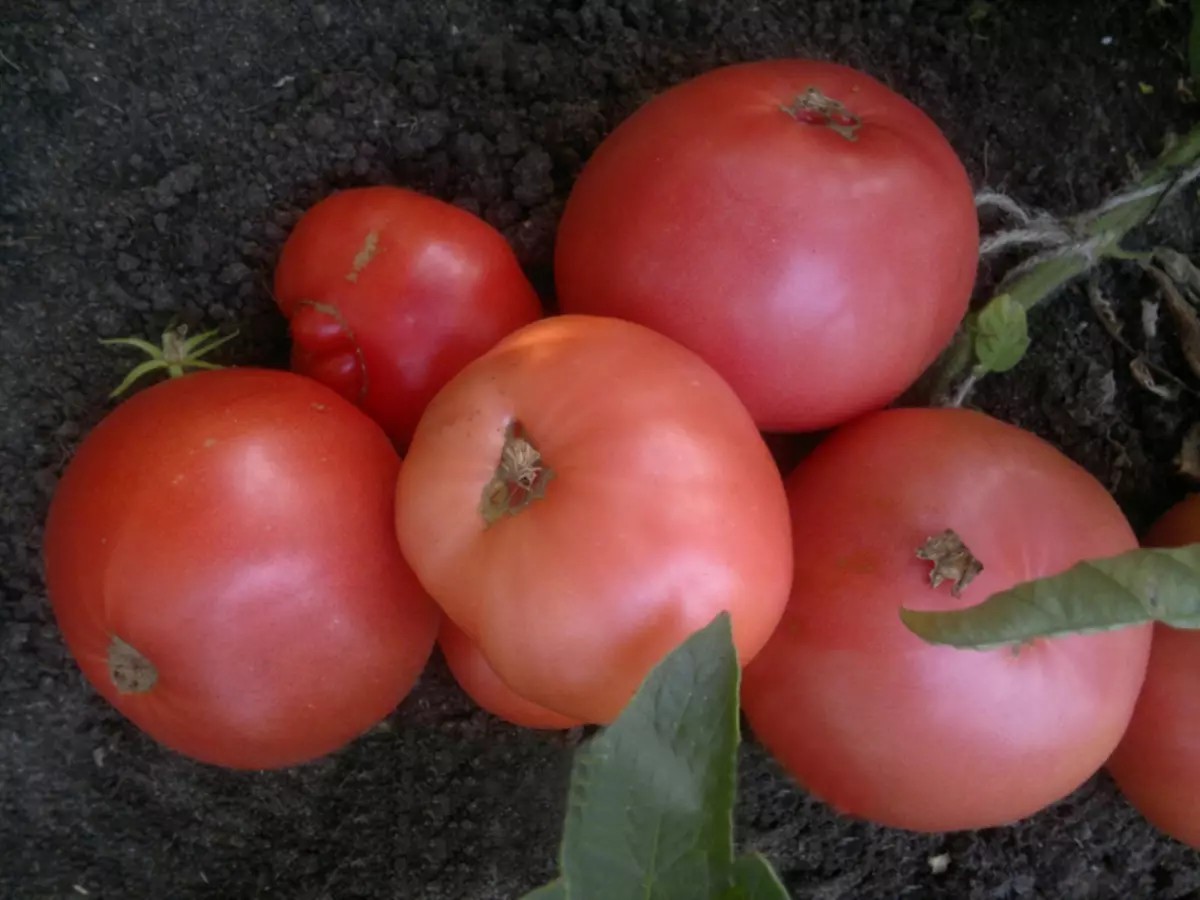 Awọn tomati egan dide lori ilẹ