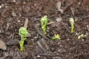 Dopo quanti giorni dopo l'atterraggio, le patate stanno bollendo e cosa fare se non è andato?