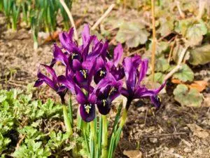 Katrangan lan varietas Iris Jepang, fasilitas tanduran lan perawatan