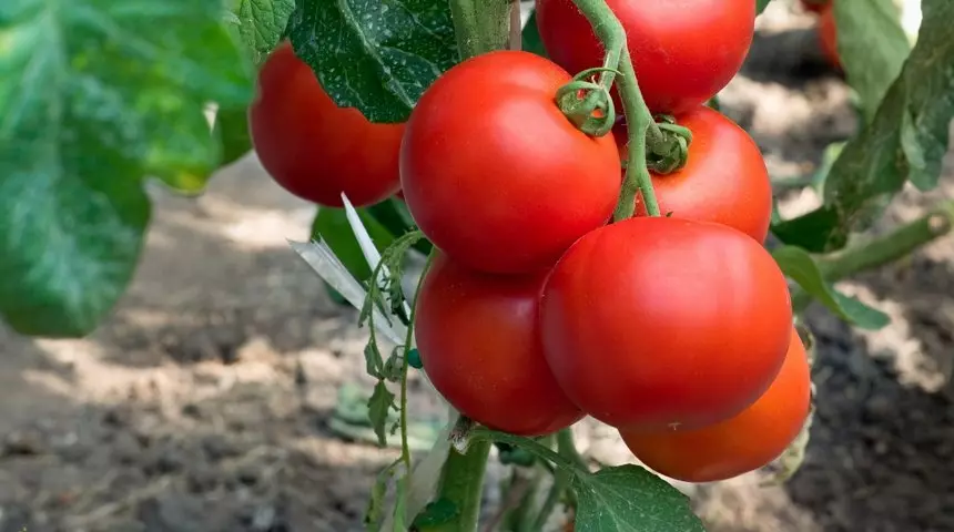 היתרונות של עגבניות במהירות נמוכה