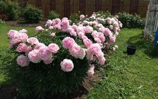 Peonies sa hardin.