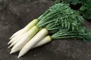 Mô tả và đặc điểm của các loại củ cải tốt nhất cho đất mở