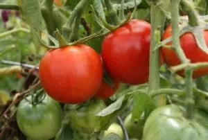 Tomate Tomate Description correcte F1