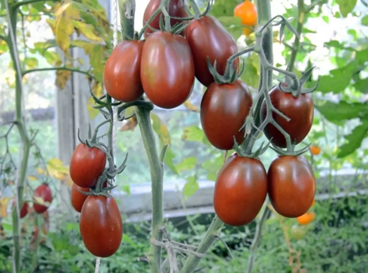 Busta Tomato Black Mavr