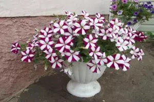Description and characteristics of varieties of ampeline petunia, cultivation and care