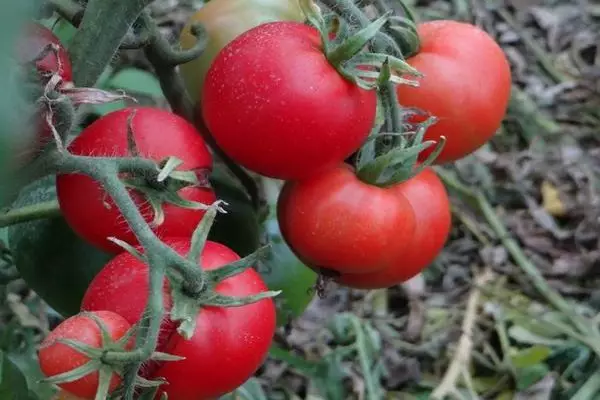 Tomaten Uebst