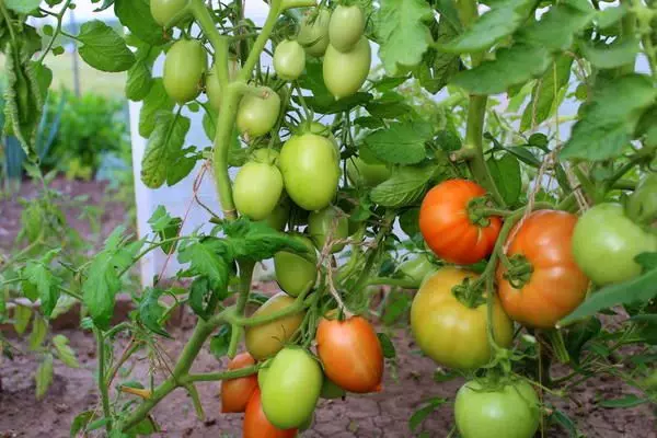 Tomates en ramas