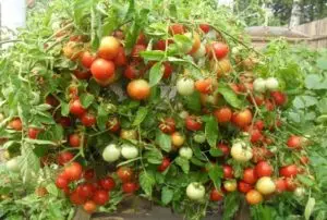 Beschrijving en kenmerken van Valentine Tomato-variëteiten, zijn opbrengst