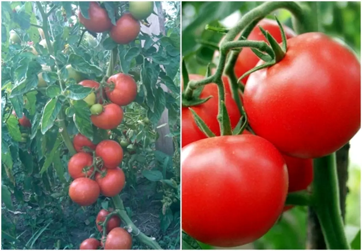 Tomaten Polbig F1 in open grond