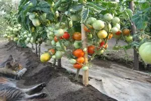 Pomidoryň fleşkasynyň häsiýetli we beýany