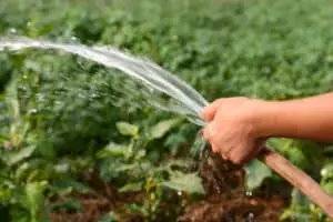 Balkabağı açık toprakta ne sıklıkla ve uygun şekilde sulandırın ve ihtiyacınız var?