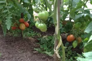 Descripción y características del tomate kapia rosa.