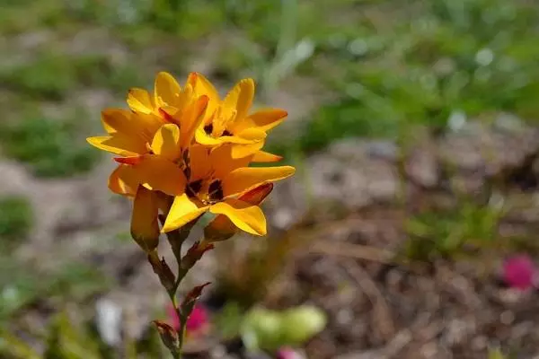 Spotted Ixia Maculata.