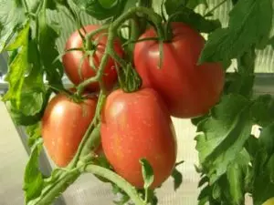 Isimilo kunye nenkcazo ye-tomato Grande Tamato Grande, isivuno sayo