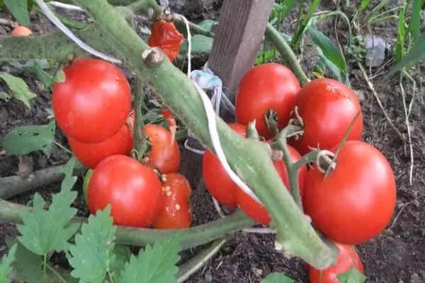 Tomatoes on a branch