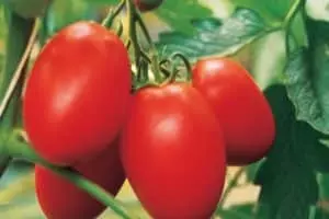 Turli xil pomidor amuletining xarakterli va tavsifi, uning hosildorligi