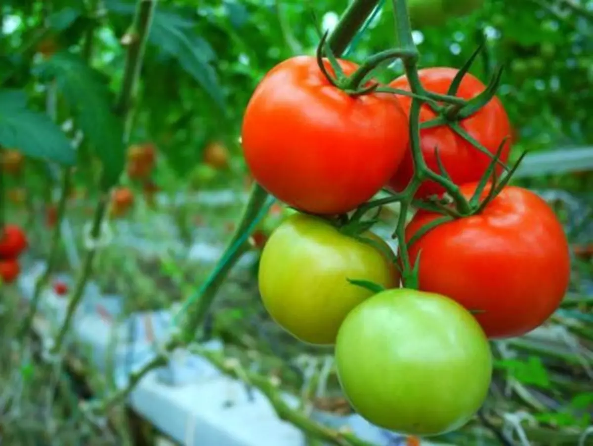 Krzewy pomidorowe Demidov