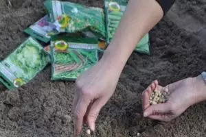 How to plant peas under winter and can it be done