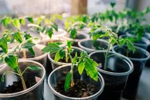 Khi bạn cần trồng cà chua vào cây giống vào năm 2021 trên lịch âm