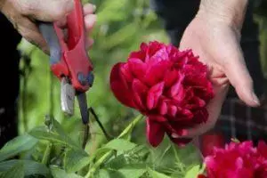 Правила и рокови за одгледување Peonies од страна на поделбата на грмушка, семиња и други методи