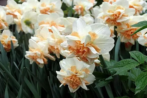 Floración de Narcissus.