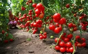 Charakteristesch a Beschreiwung vun enger Villfalt vun Tomaten diabolike, säi Rendement