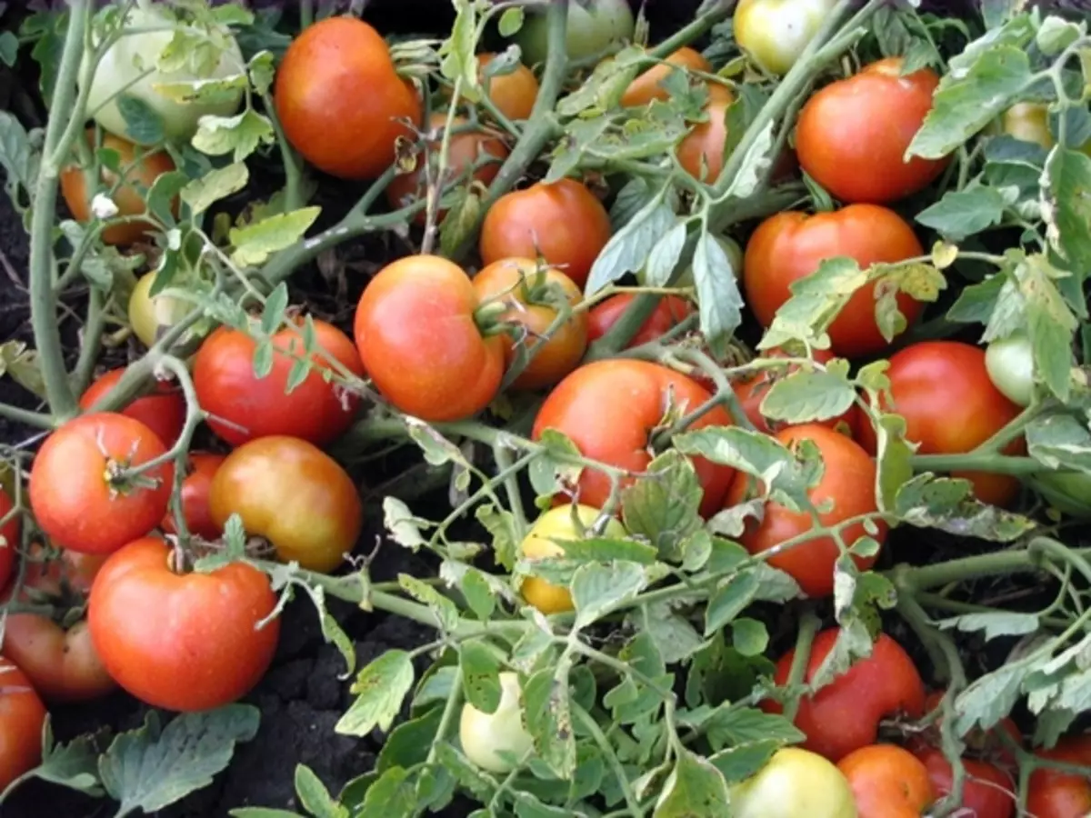 Kollar pomidor agata