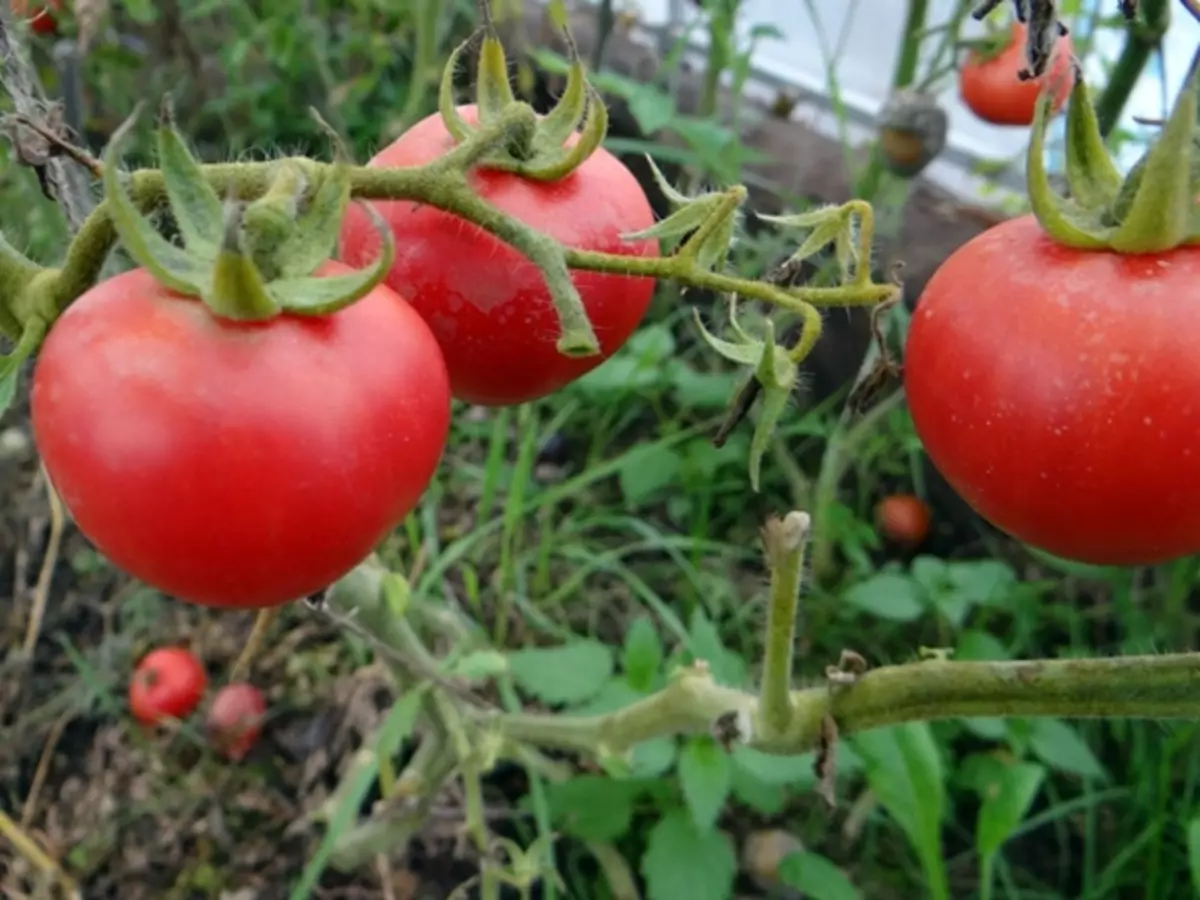 Tomat Agatha di tanah terbuka
