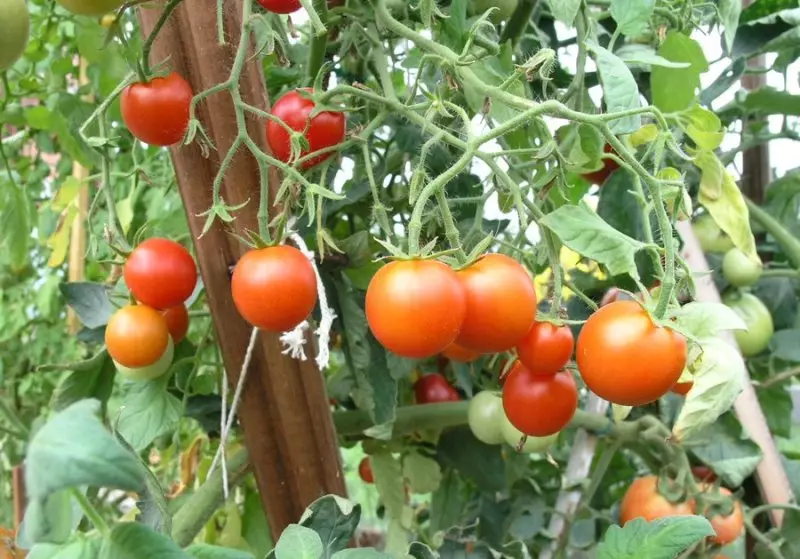 Tomat sibiriska överraskning buskar
