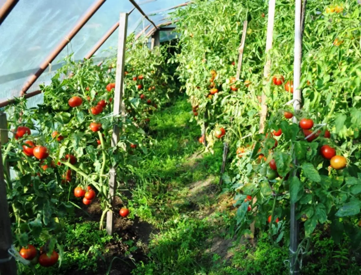 Sibírsky ray paradajka v skleníku